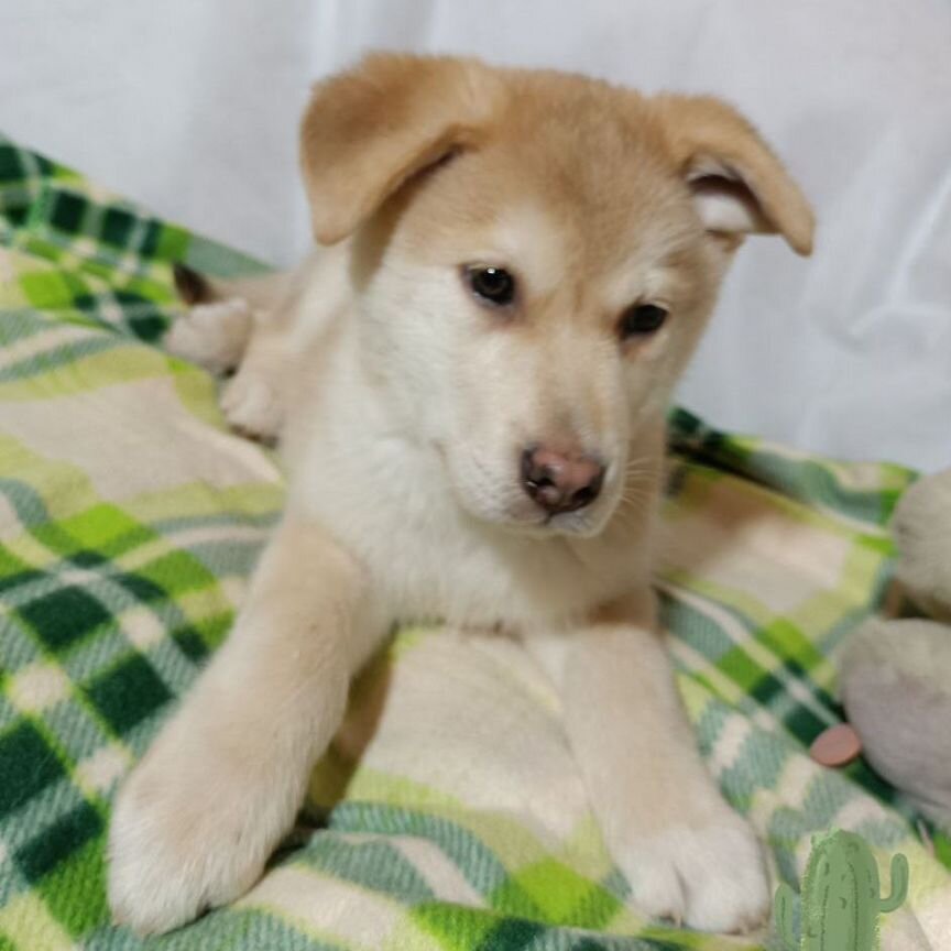 Щенок, мальчик, 3мес