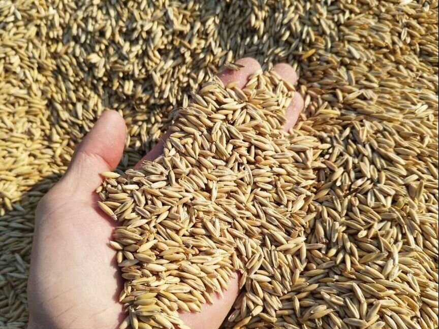 Кормовой овёс, Просо корма