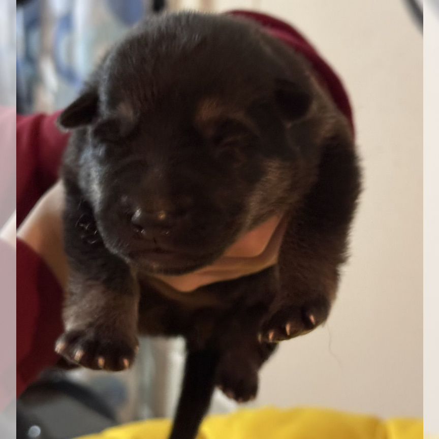 Восточноевропейская овчарка, щенок