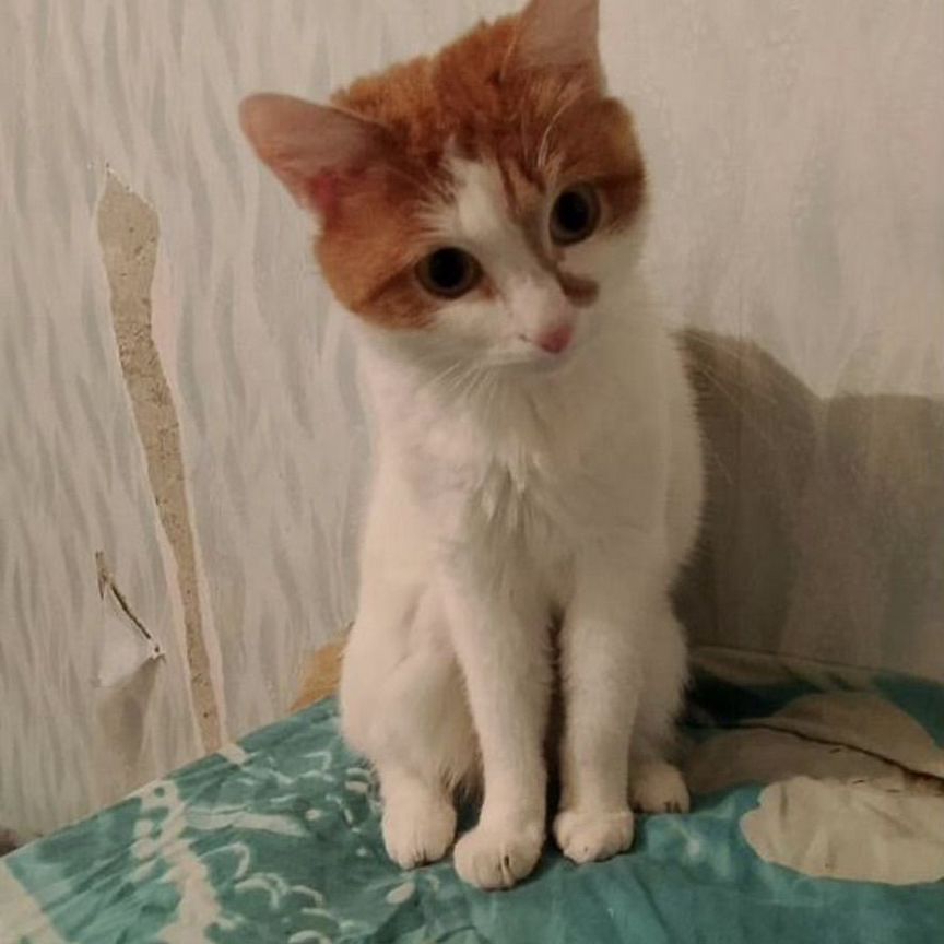 Кошка солнышко для вас