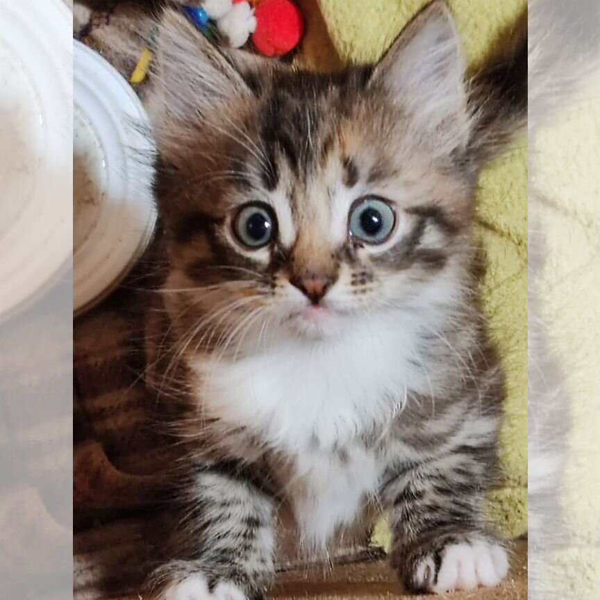 Котёнок в добрые руки