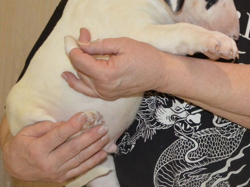 Породные щенки стандартного бультерьера