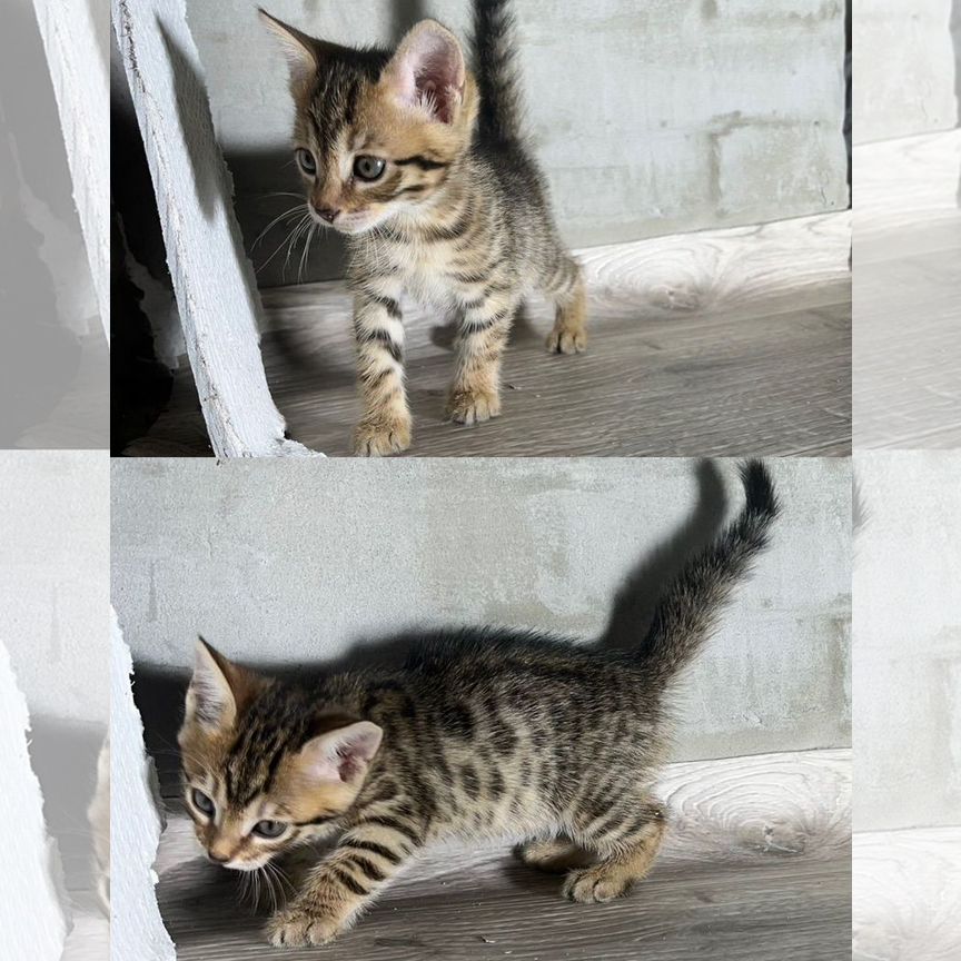 Бенгальская