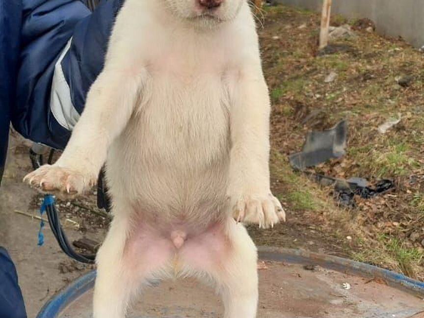 Собака в добрые руки отдам бесплатно