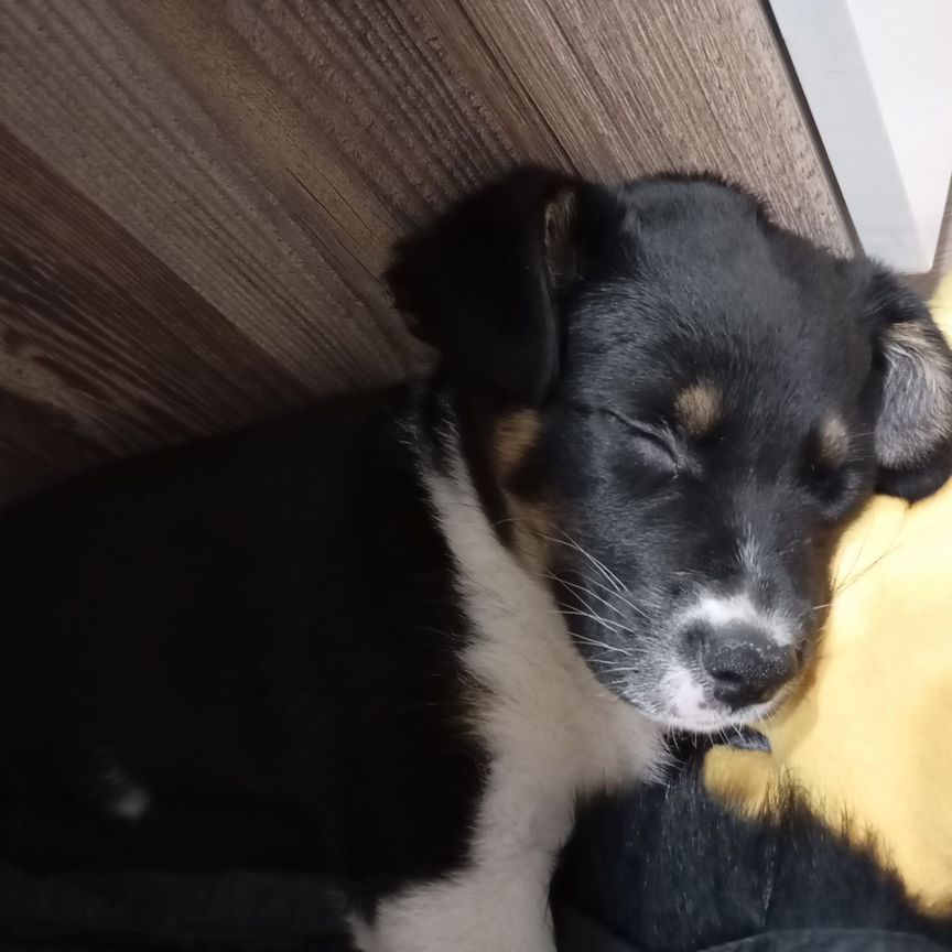 Щенок "Беляш"