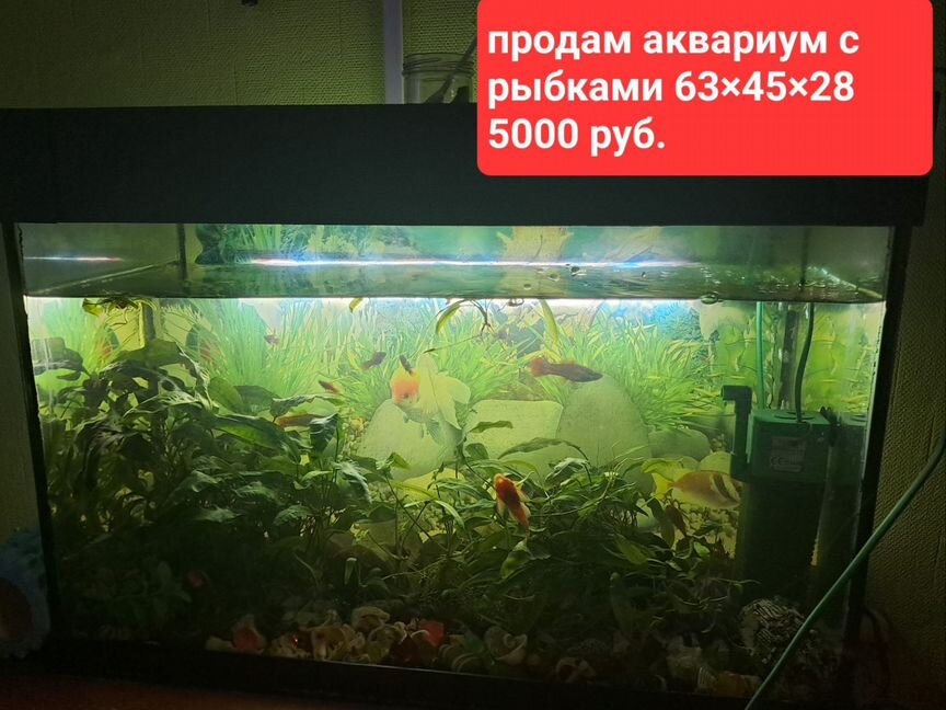 Аквариум с рыбками