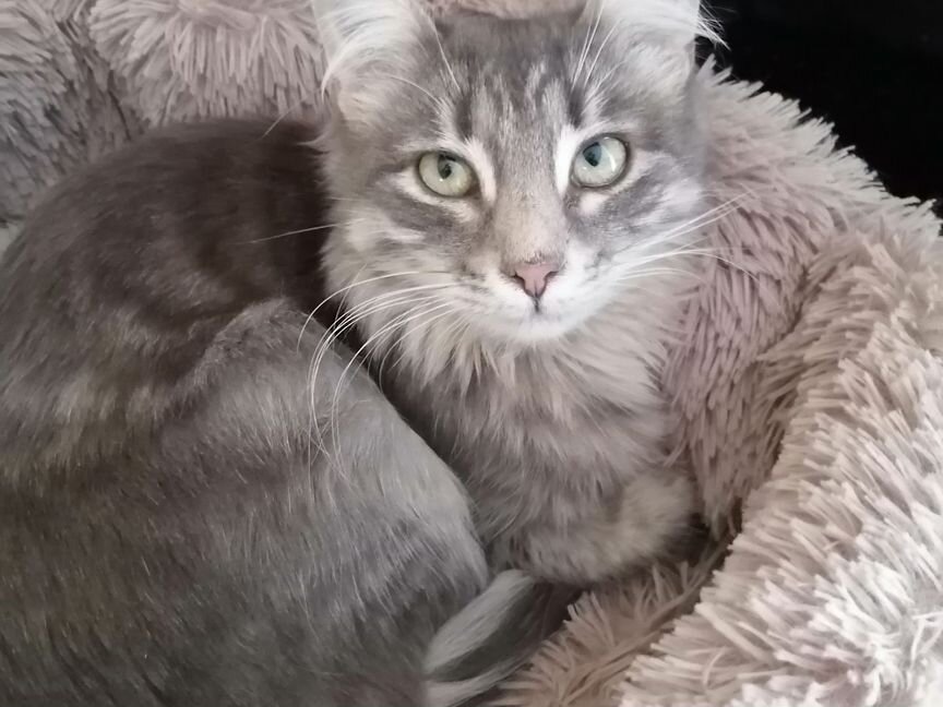 Котенок Герда