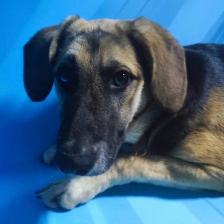 Булочке некуда идти. Дом найдись