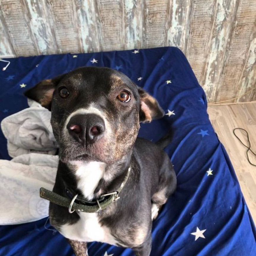 Питбуль бесплатно