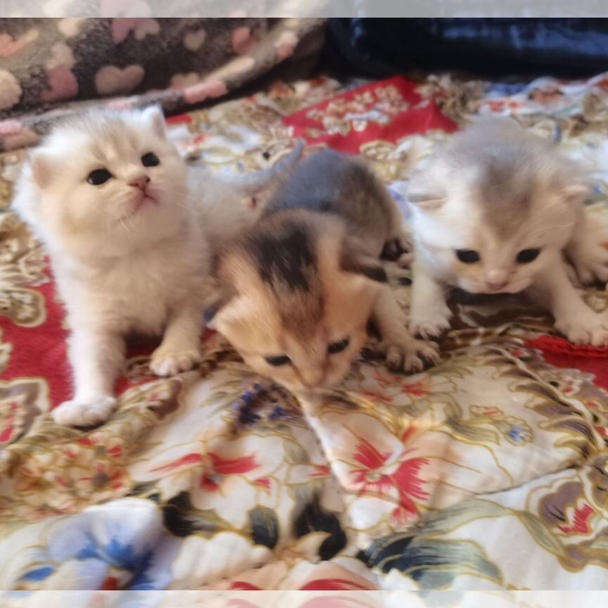 Шотландские вислоухие и прямоухие котята