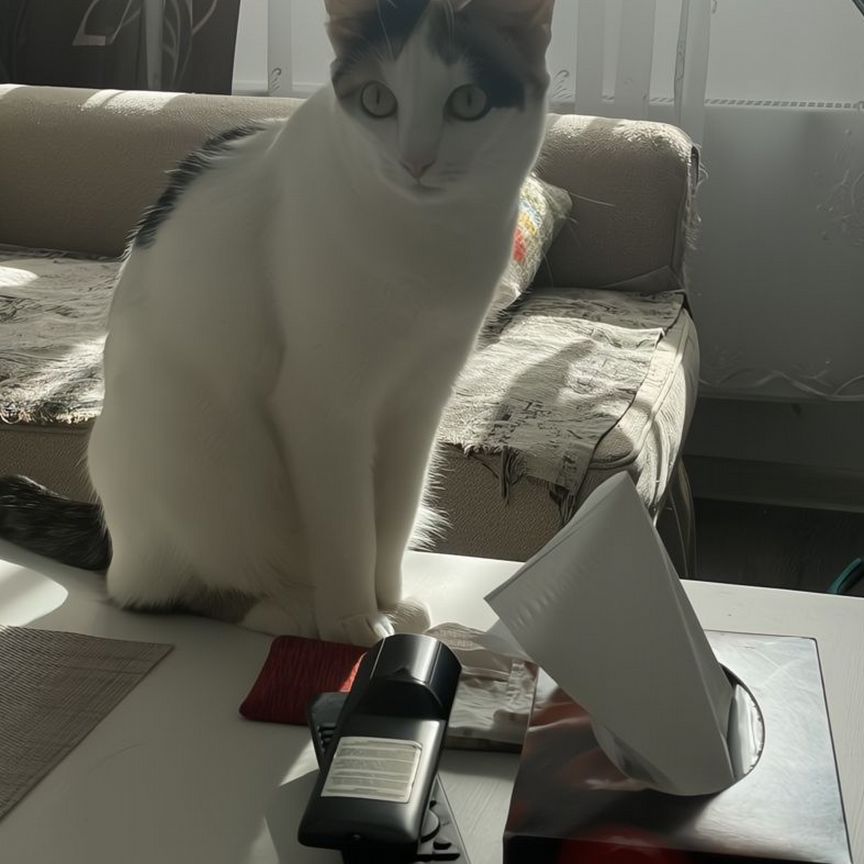 Взрослая, кошка в добрые руки