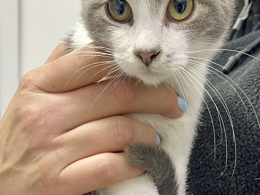 Дружочек ищет дом