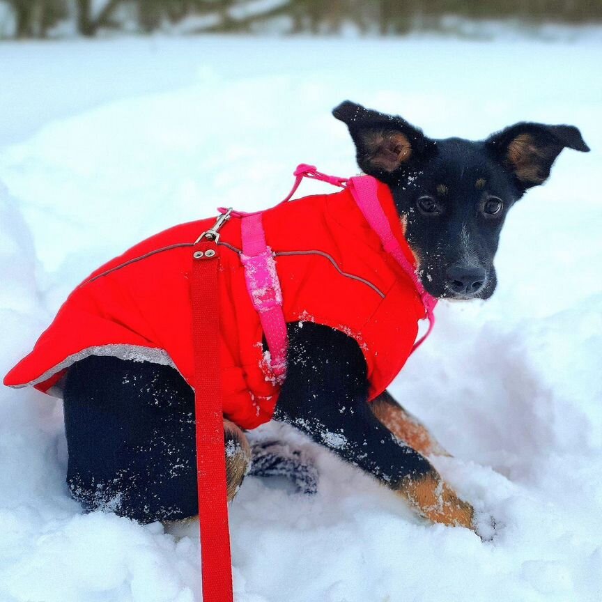 Щенок из приюта