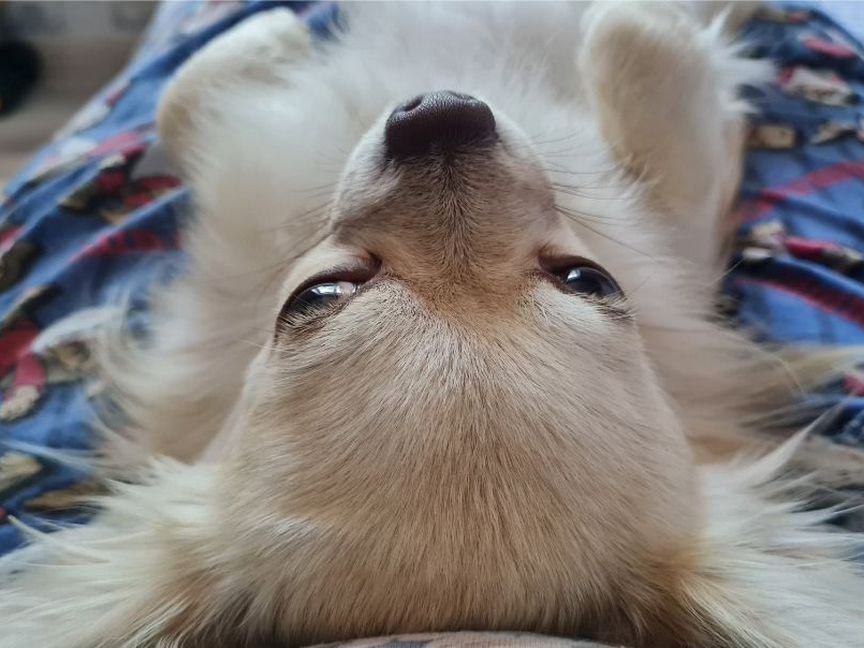 Вязка кобель чихуахуа