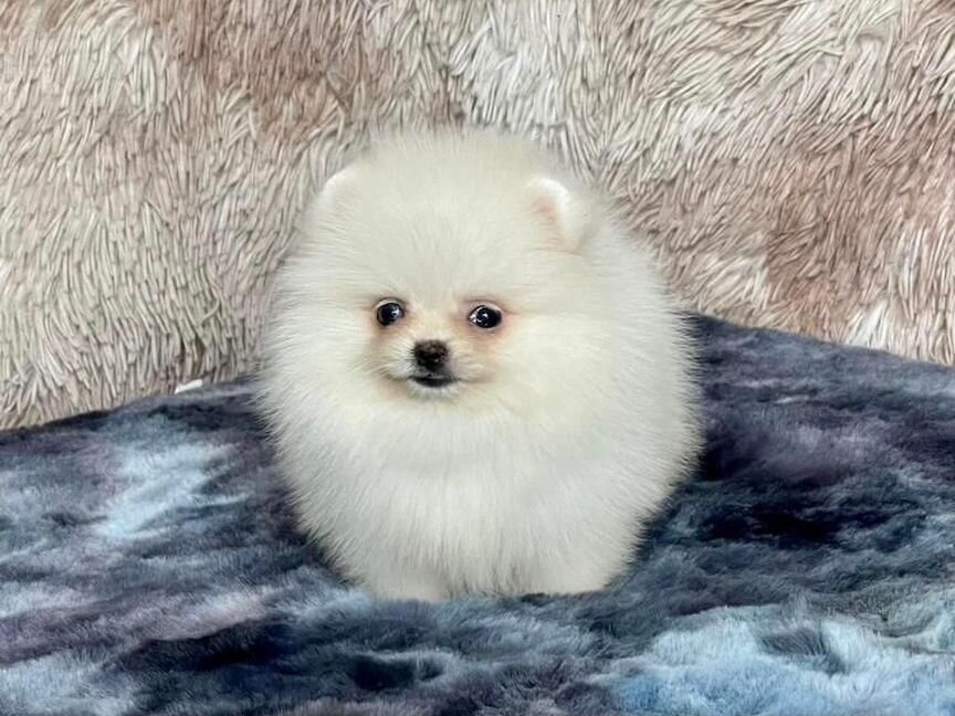 Щенки шпица мини мишка