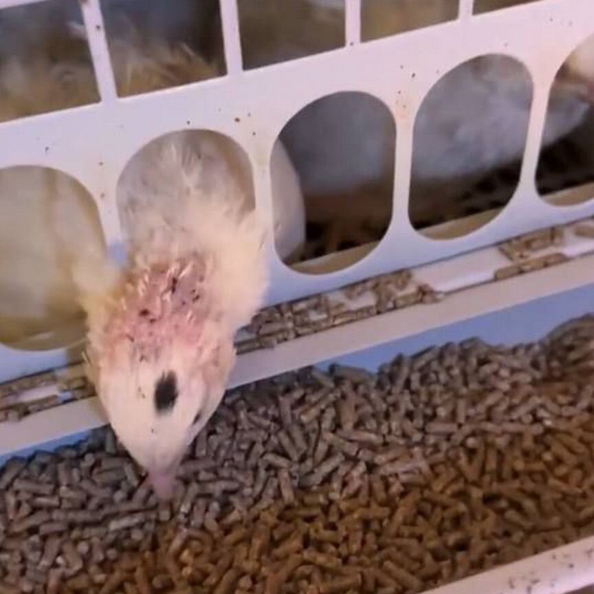 Перепела несушки