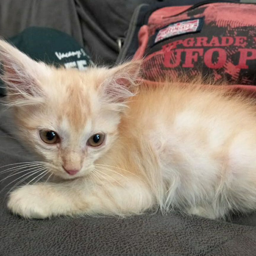 Котёнок Барсюша