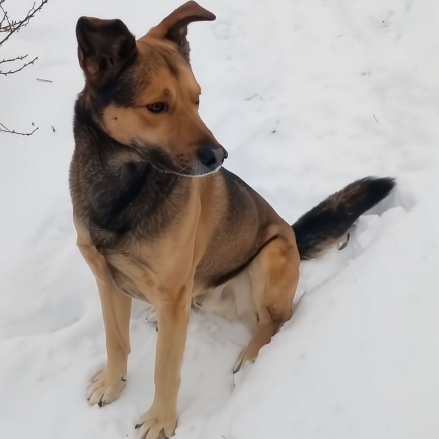 Бельгийская овчарка, взрослая собака