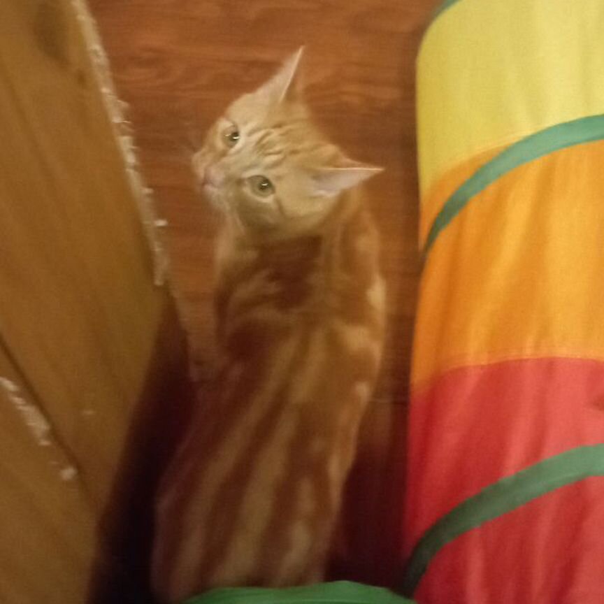 Коты и кошечка только в добрые руки