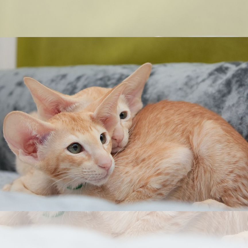 Ориентальный котёнок