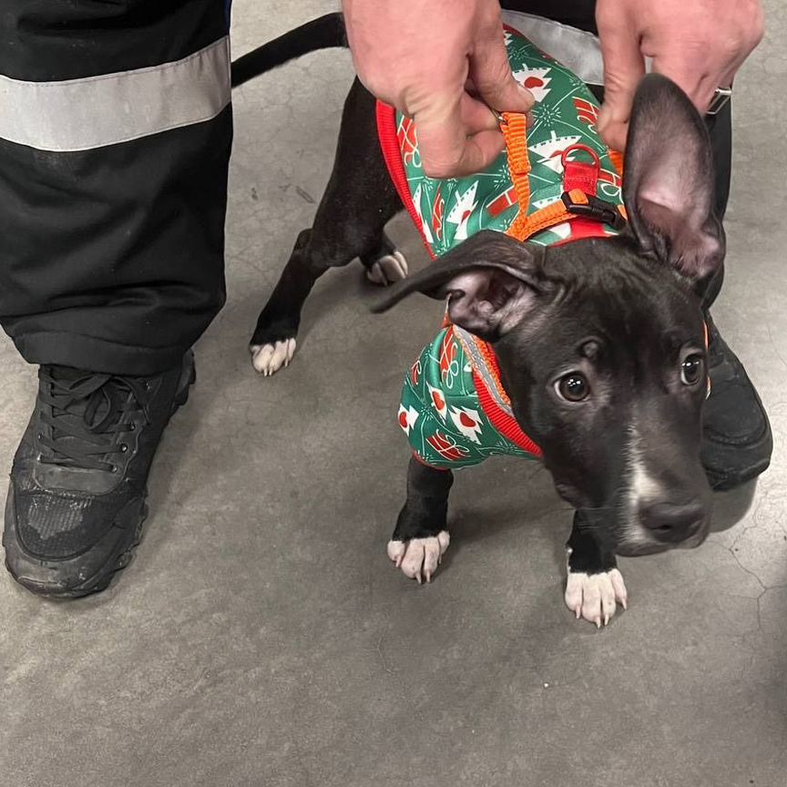 Американский стаффордширский терьер, щенок