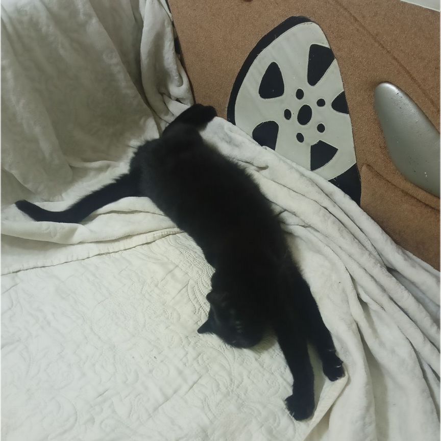 Молодой кастрированный котик