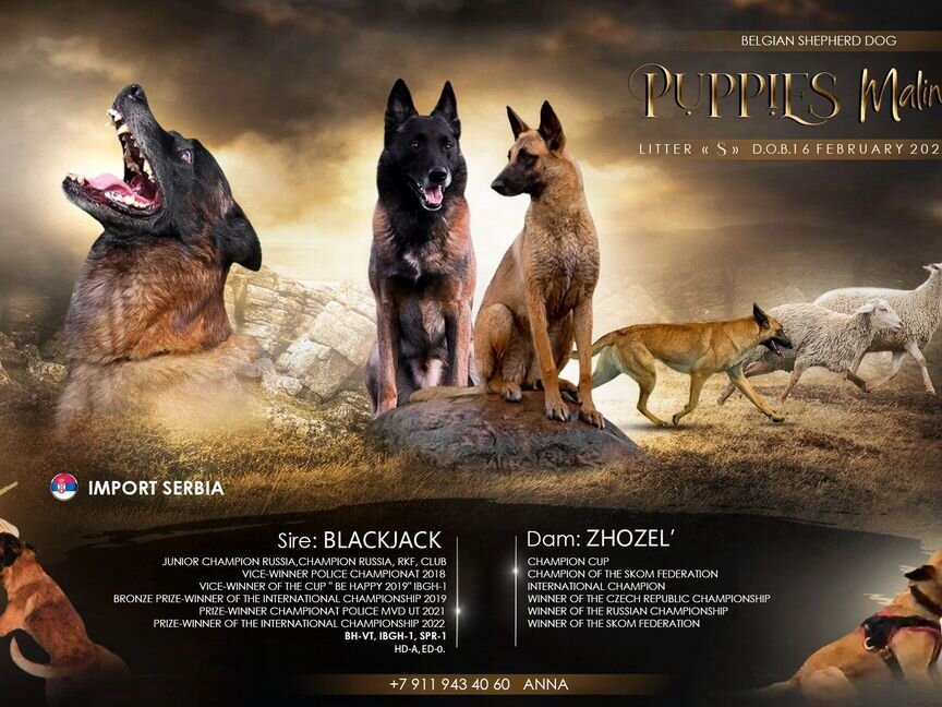 Бельгийская овчарка малинуа