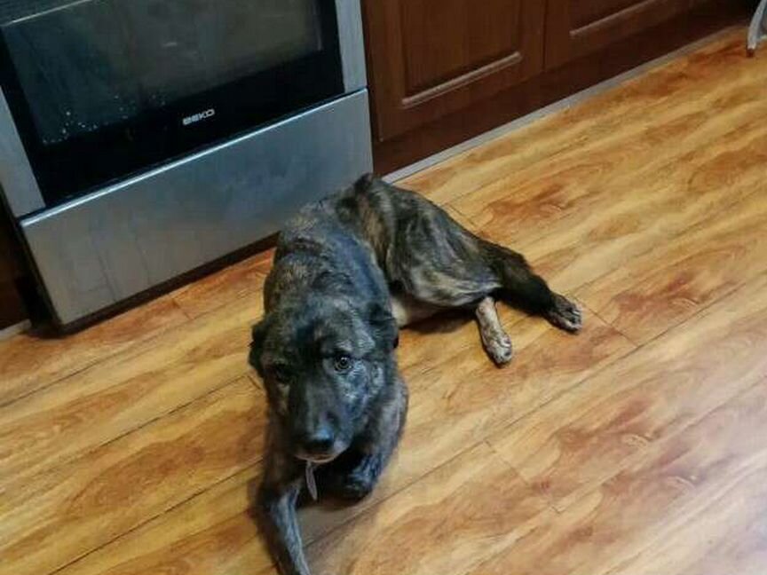 Истощенная собака ищет дом