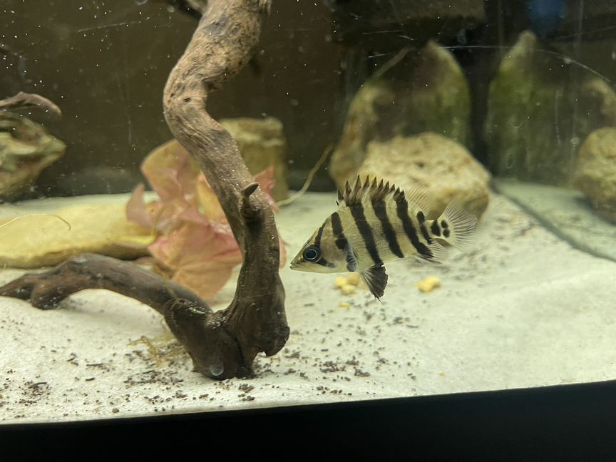 Окунь сиамский шестиполосый, стурисома панамская