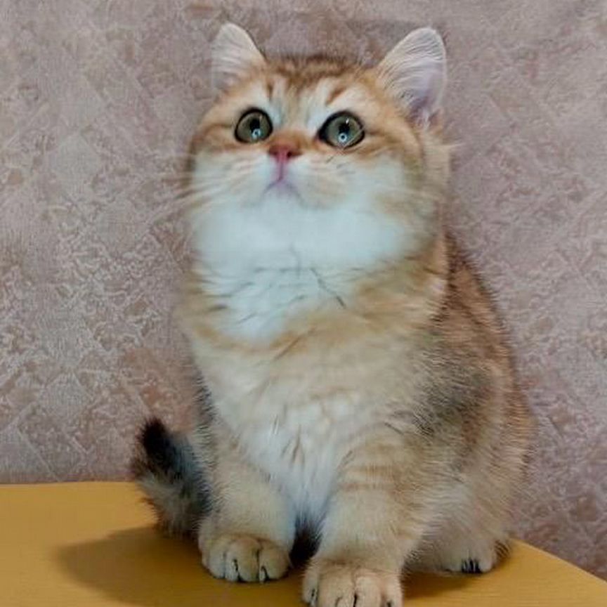 Шотландский котёнок, мальчик