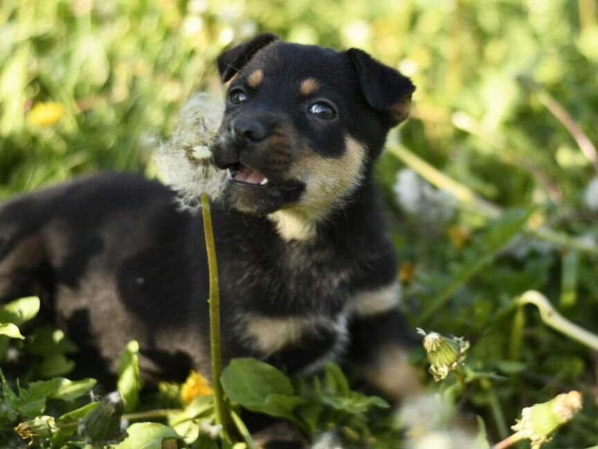 Щенок Кира в добрые руки