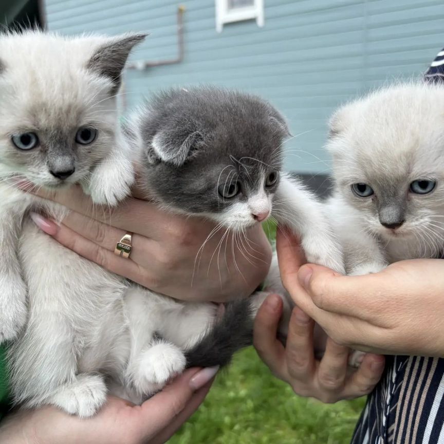 Шотландский вислоухий короткошёрстный котёнок