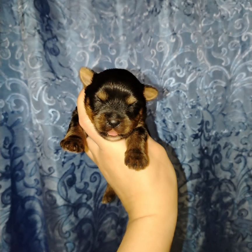 Щенки