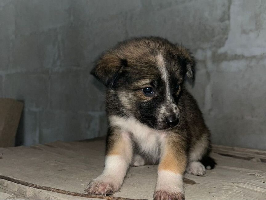 Щенки в добрые руки даром Две девочки