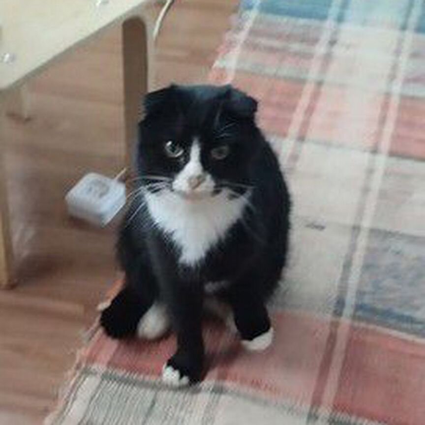 Кот