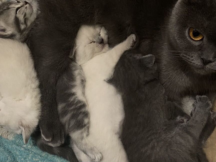 Котята блю поинт