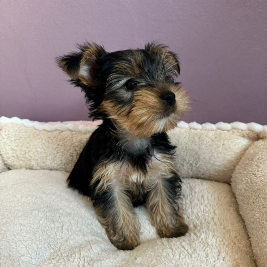 Йоркширский терьер