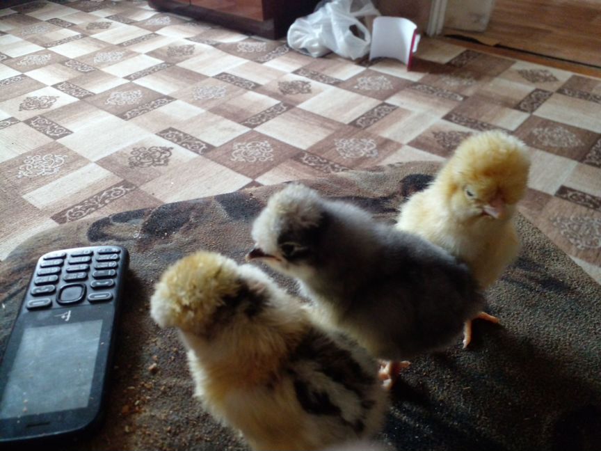 Цыплята суточные от 8 03 и подрощенные от13 02