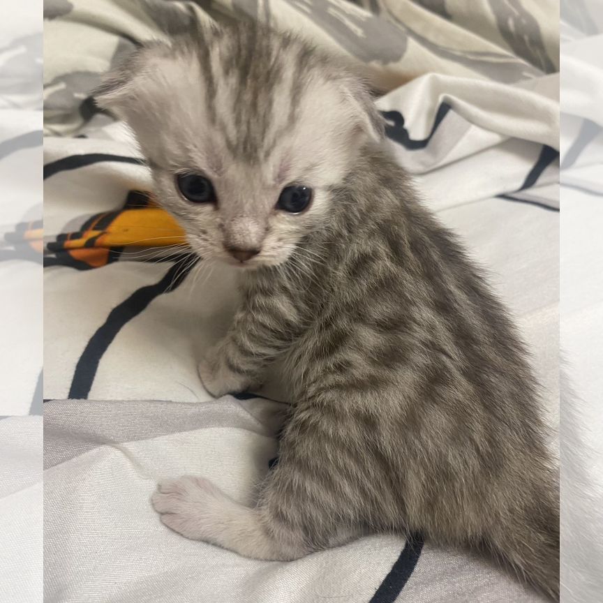 Шотландский вислоухий короткошёрстный котёнок