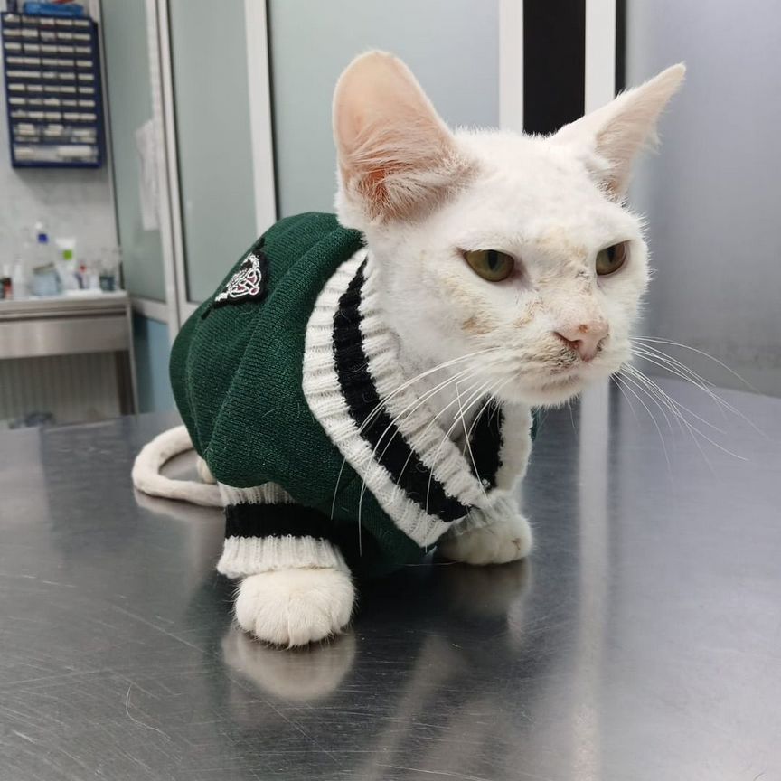 Котик в добрые руки