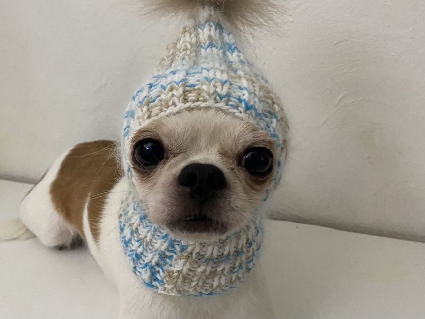 Шапка луковка для собак