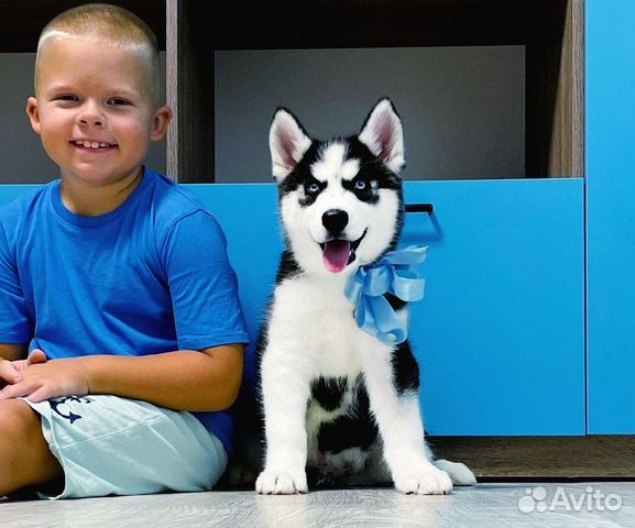 Хаски Шикарнейшие Щеночки для Вас