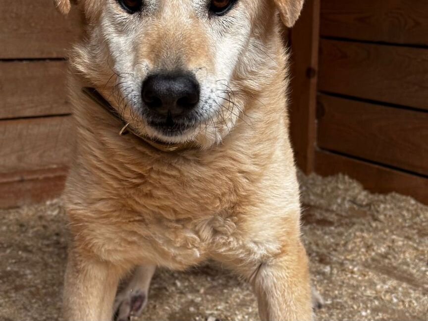 Старушка Ватрушка грустит в приюте
