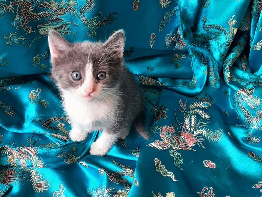 Котик, кошечки 1,5-мес - в добрые руки