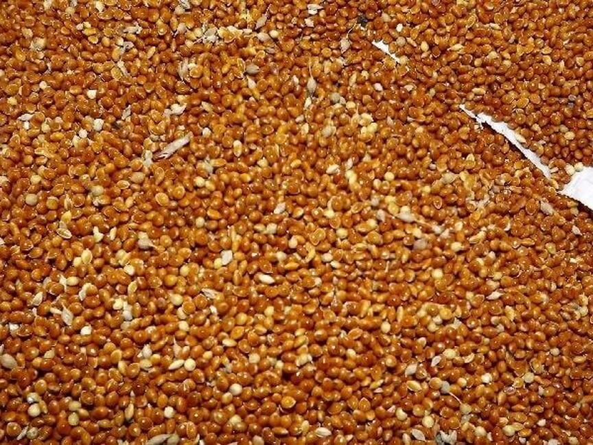 Просо на корм птицам