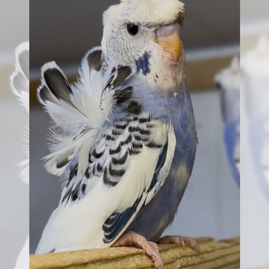 Попугай Хагорома