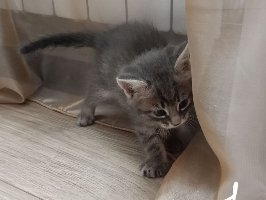 Котята