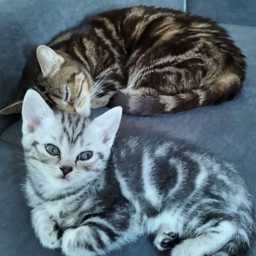 Шотландский вислоухий короткошёрстный котёнок