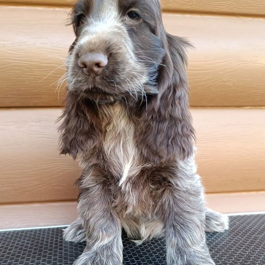 Английский кокер спаниель. РКФ. Мальчик