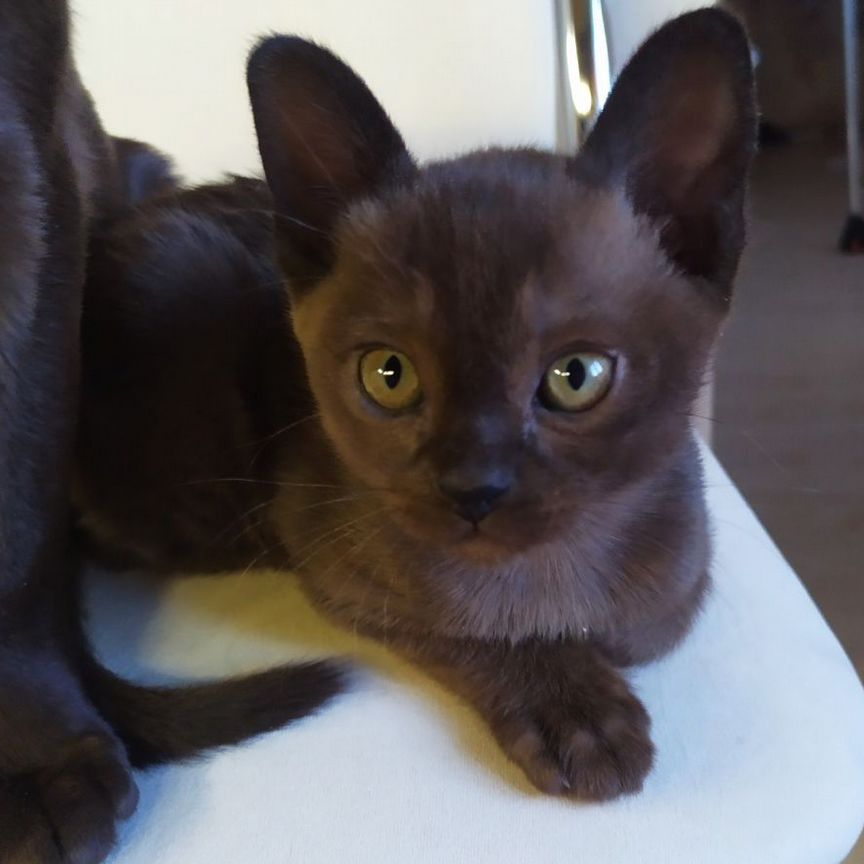 Европейский бурманский котёнок